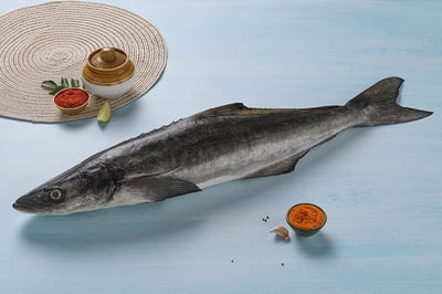 Black King Fish / Kaduvural / Cobia (3kg+)
